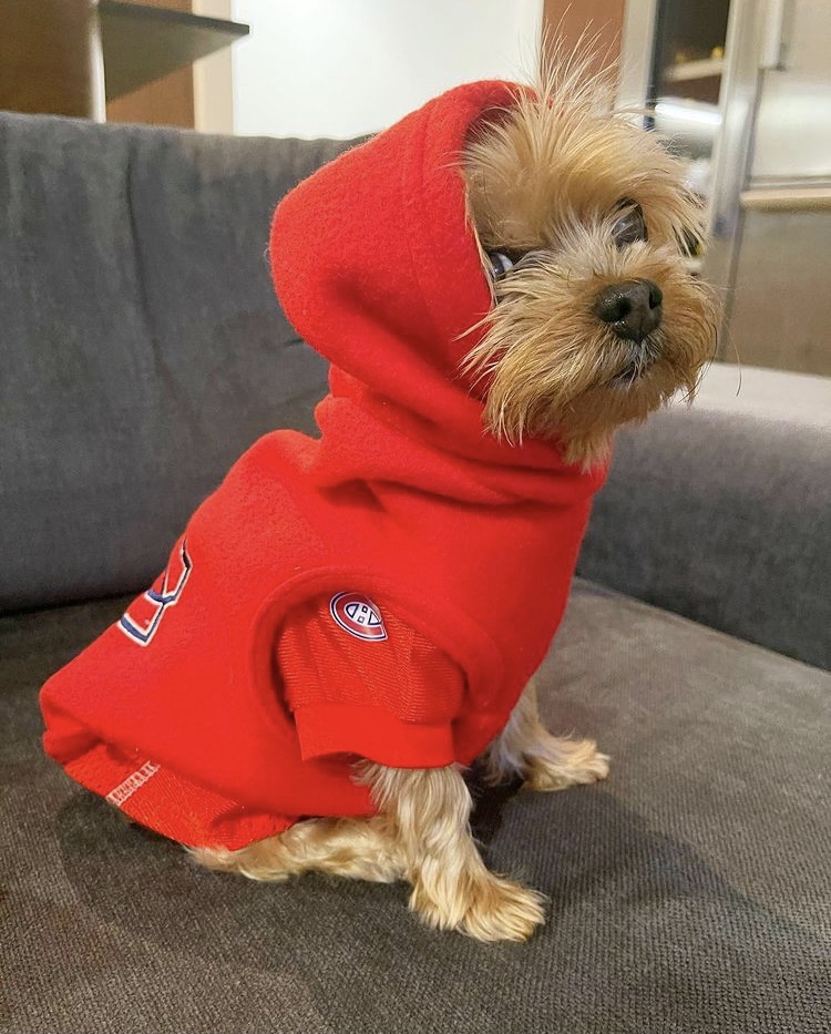 Découvrez Dodger, le chien de Tyler et Cat Toffoli - Fan de Hockey - Page 2