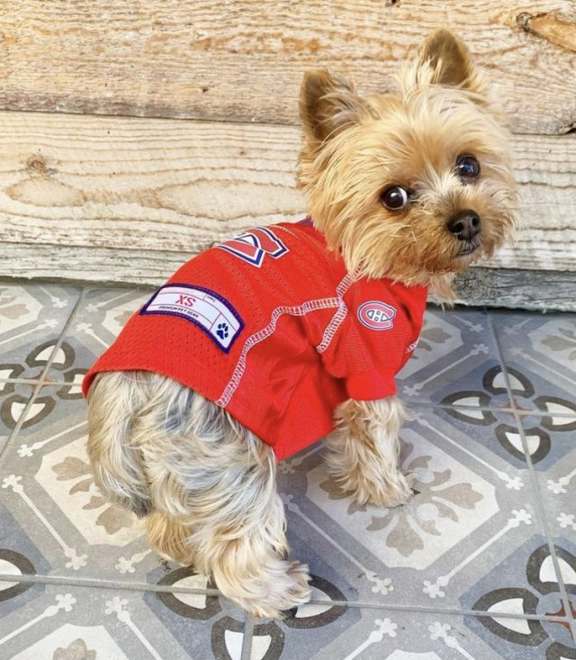 Découvrez Dodger, le chien de Tyler et Cat Toffoli - Fan de Hockey - Page 4